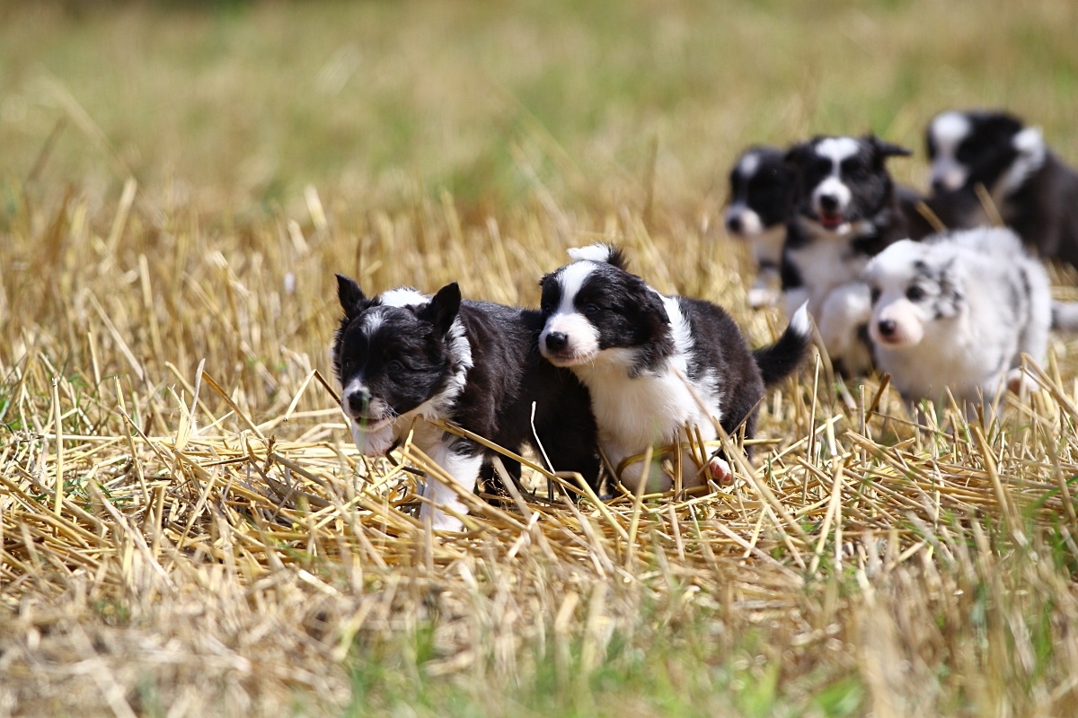 Border Collie – Szczeniak – LSD Farm