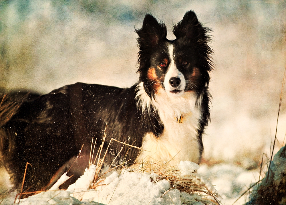 NASI Emeryci – LSD Farm