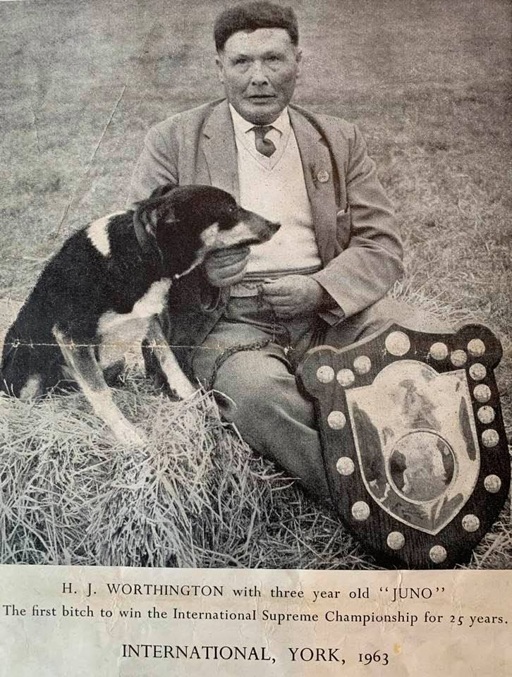 Border Collie – typy rasy – LSD Farm