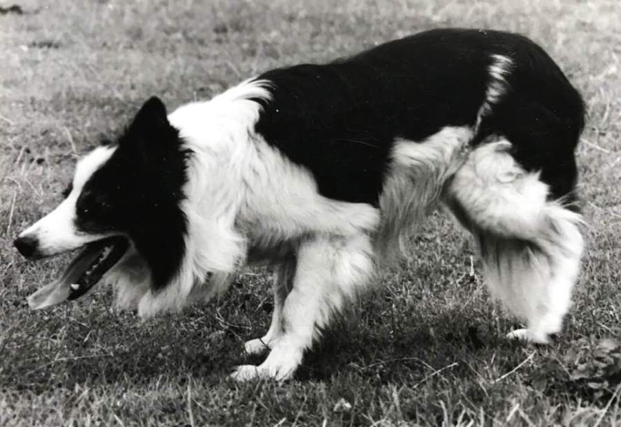 Border Collie – typy rasy – LSD Farm