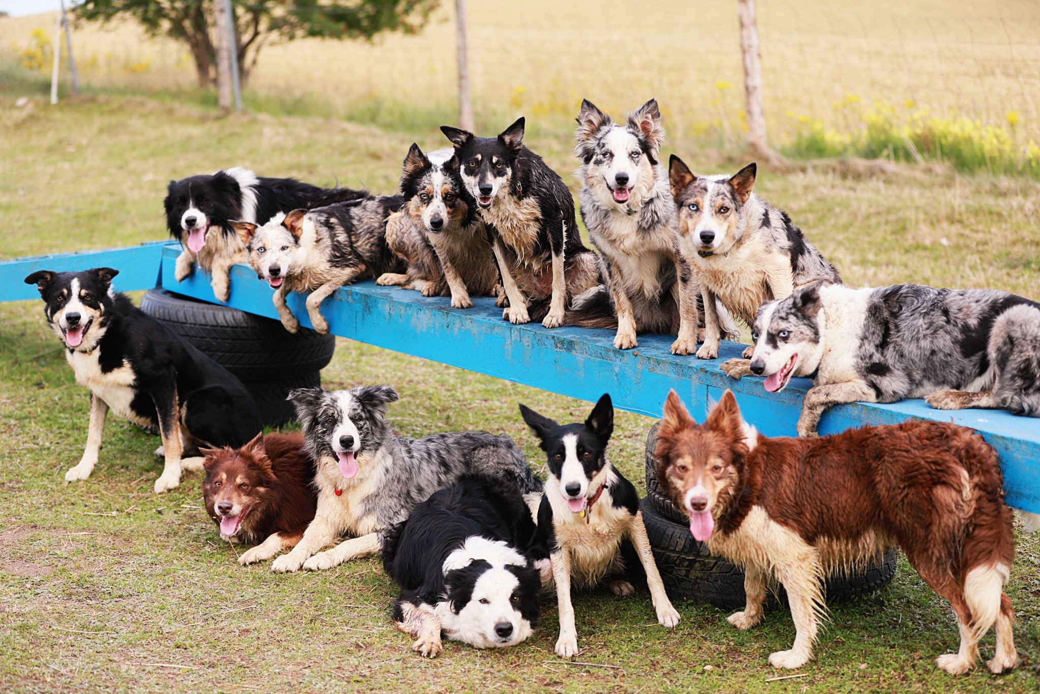 Ośrodek psiej psychologii – LSD Farm – LSD Farm