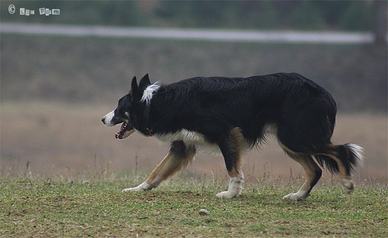 Border Collie – typy rasy – LSD Farm
