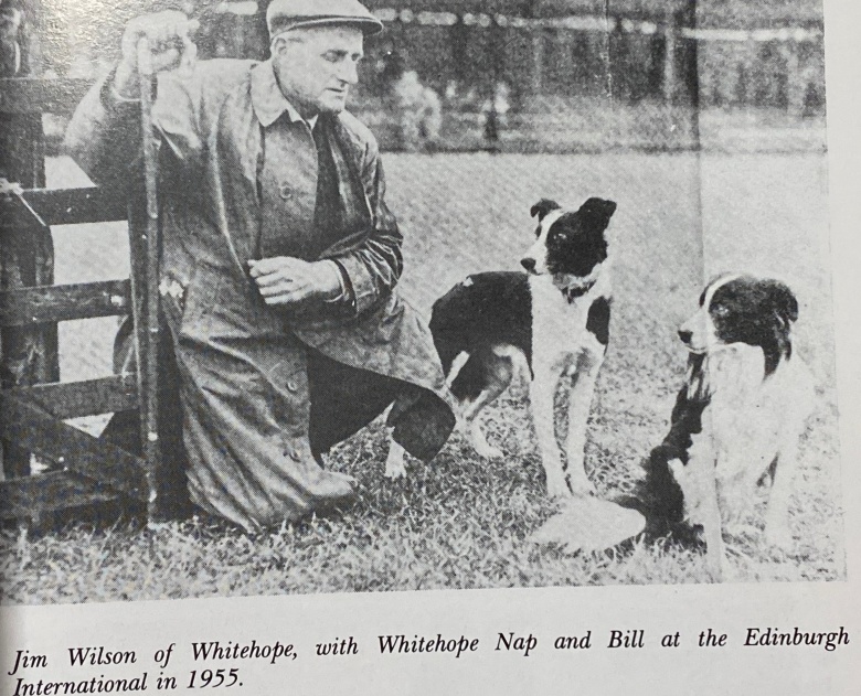 Border Collie – typy rasy – LSD Farm