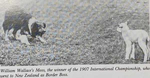 Border Collie – typy rasy – LSD Farm