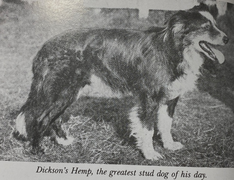 Border Collie – typy rasy – LSD Farm