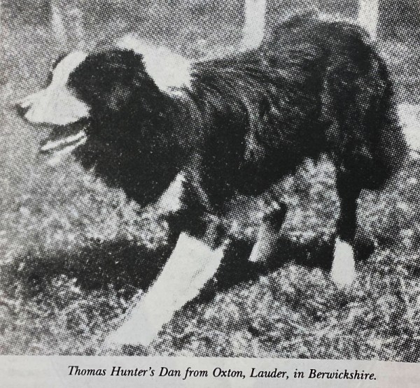 Border Collie – typy rasy – LSD Farm