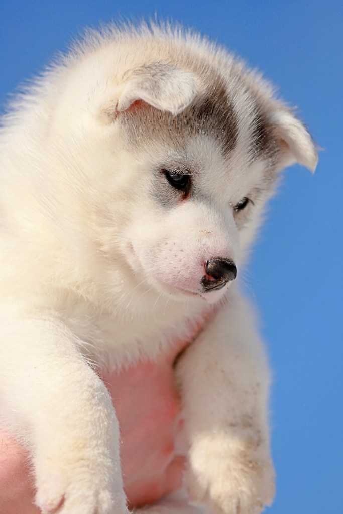 Nowości w naszej hodowli – LSD Farm